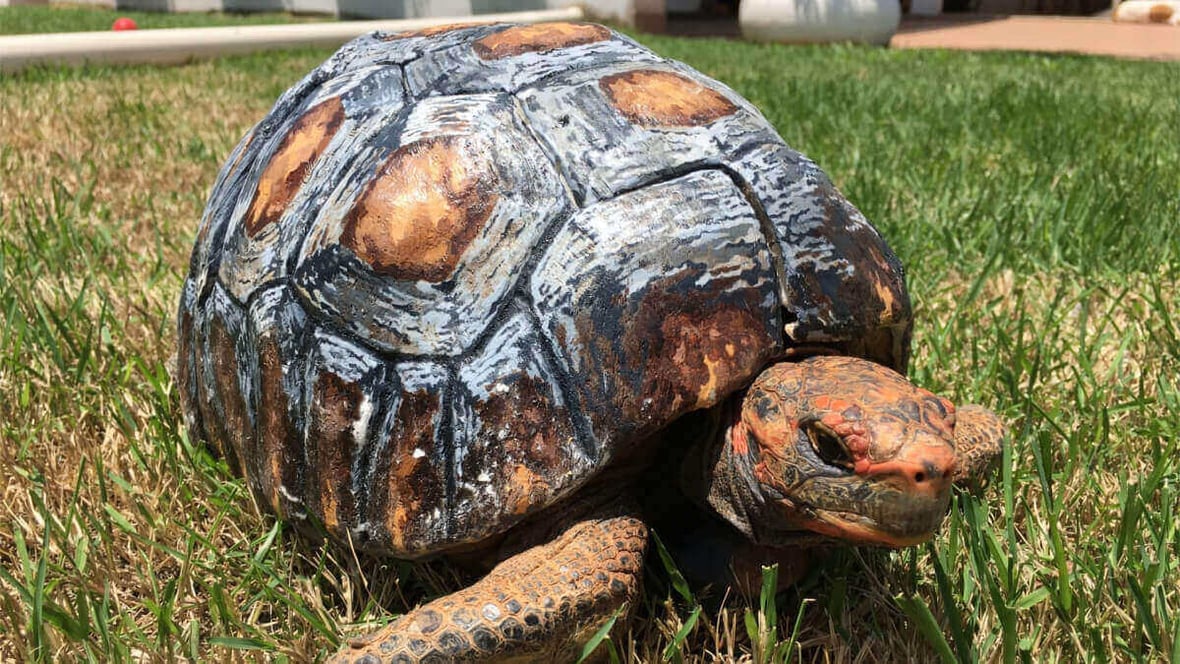 "Freddy" Receives Hand-Painted 3D Printed Tortoise Shell | All3DP