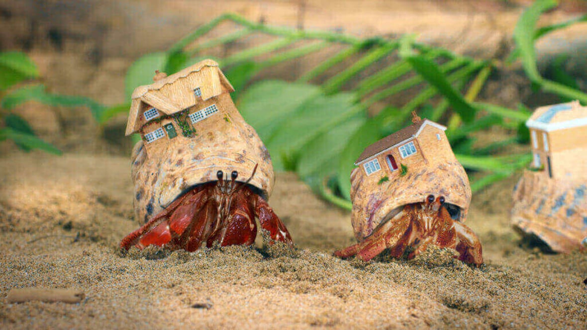 This TV Advert has Custom 3D Printed Homes for Hermit Crabs | All3DP