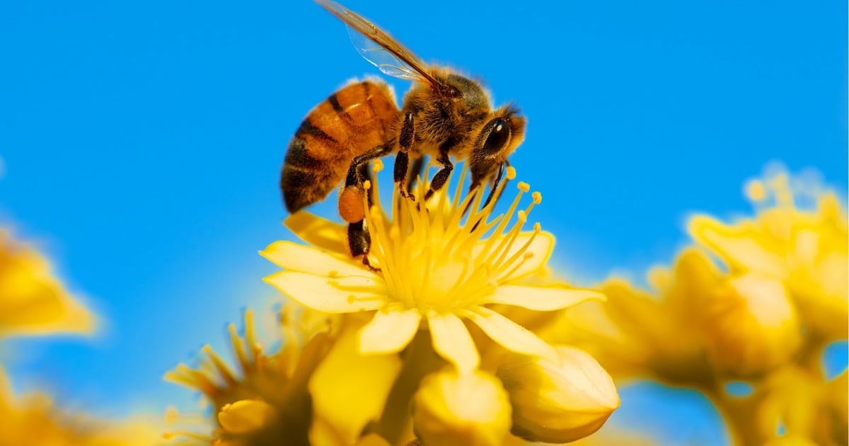 3D Printed Surgical Needle Inspired by Honey Bee Stingers | All3DP