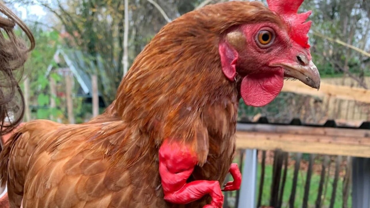 3D Printed Chicken Arms: Fun & Funny Models to 3D Print | All3DP