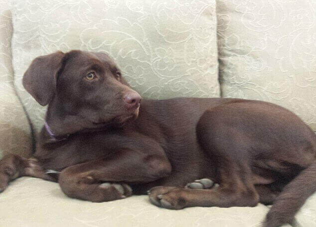 Cute Labrador Puppy Gets New 3D Printed Tooth | All3DP