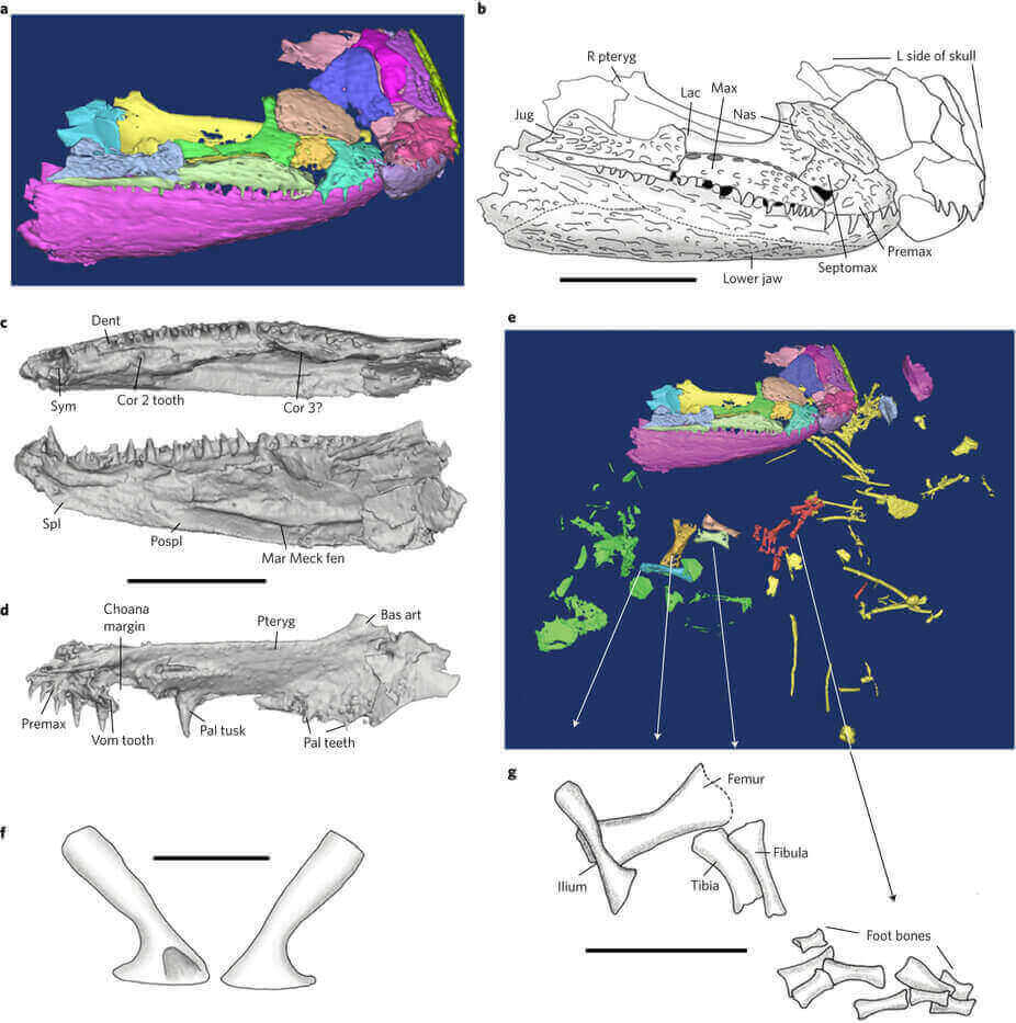 3D Scanning Reveals 350m Year Old Tetrapod Named Tiny | All3DP