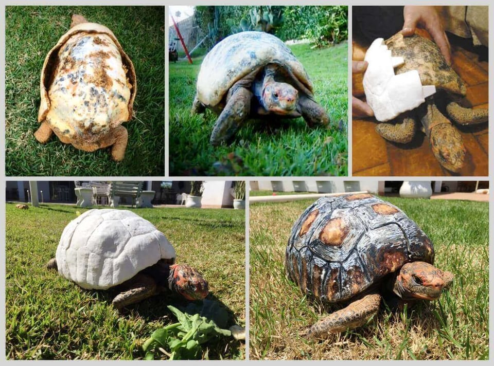 "Freddy" Receives Hand-Painted 3D Printed Tortoise Shell | All3DP
