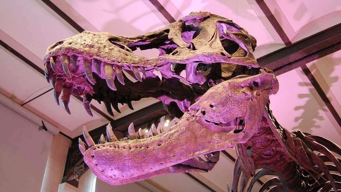 3D Printed Fossils can be Printed and Shared | All3DP