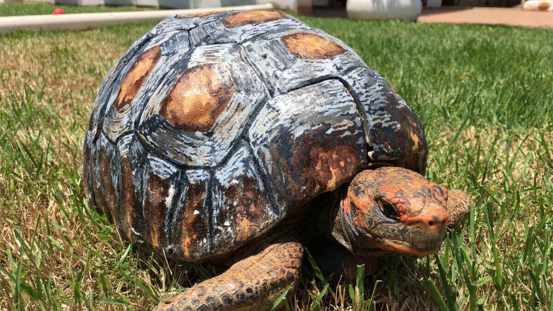 "Freddy" Receives Hand-Painted 3D Printed Tortoise Shell | All3DP