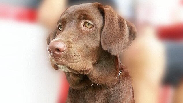 Cute Labrador Puppy Gets New 3D Printed Tooth | All3DP