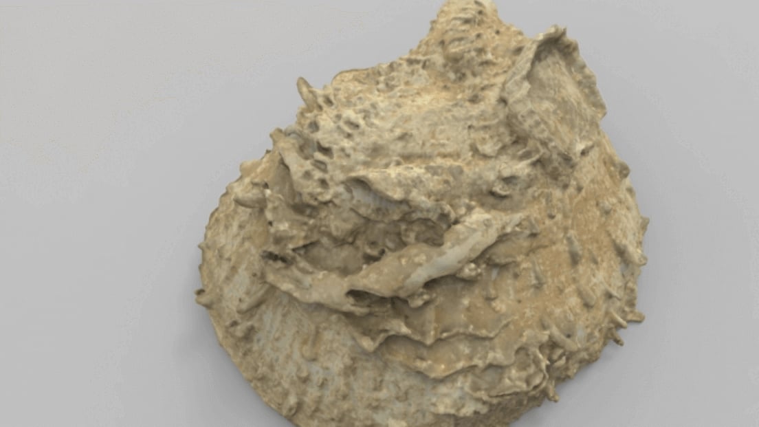 Threeding and Artec Digitize Massive Paleontology Collection | All3DP