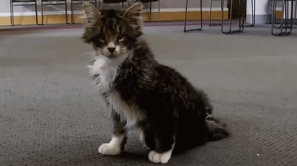 Eighth-Graders 3D Print a Wheelchair for Ray the Kitten | All3DP
