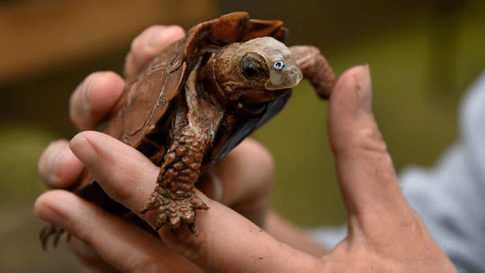 Patches the Turtle Dons 3D Printed Prosthetic Mask After Facial Injury ...