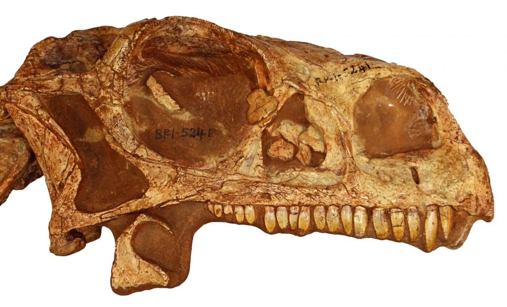 Researcher 3D Prints 200-Million-Year-Old Dinosaur Skull | All3DP