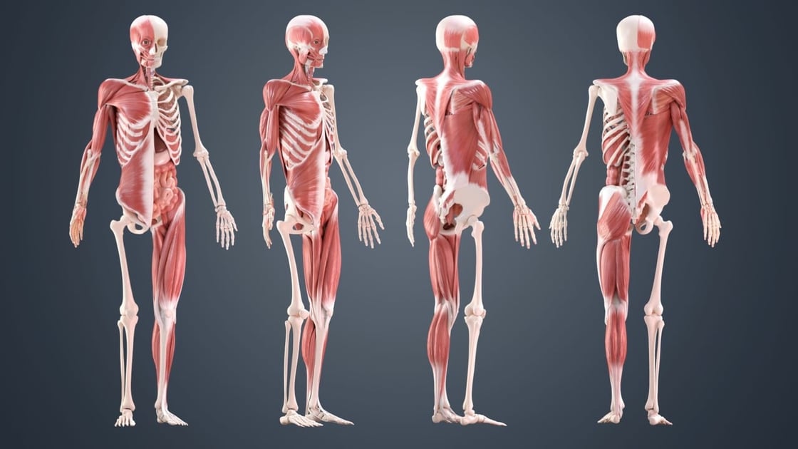 Skeleton 3D Model – 5 Best Sources for Skeletal Systems | All3DP