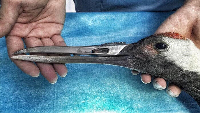 Bird in Guangzhou Zoo Receives 3D Printed Beak | All3DP