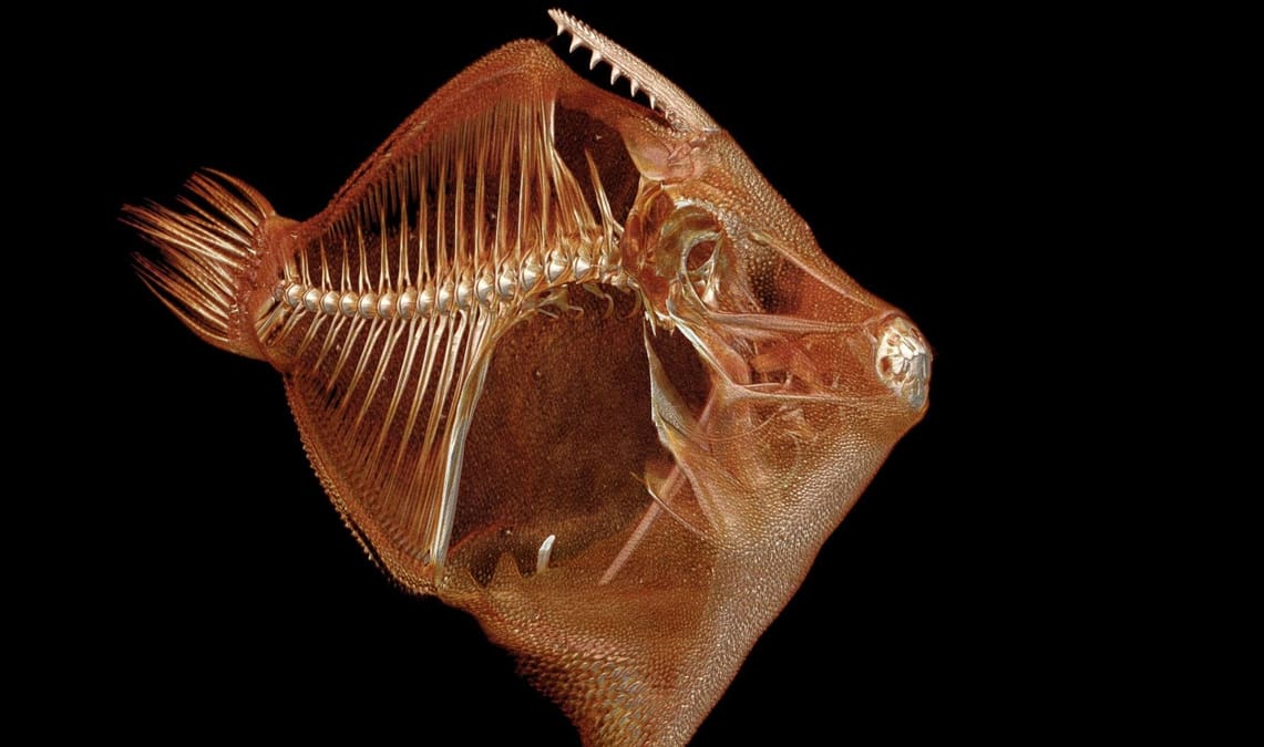 ScanAllFish Project Turning World's Fish into 3D Scans | All3DP