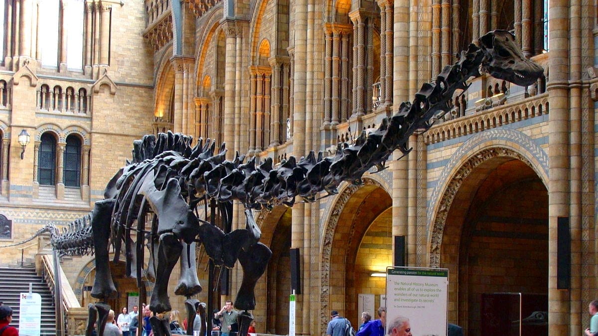 diplodocus skeleton 3d