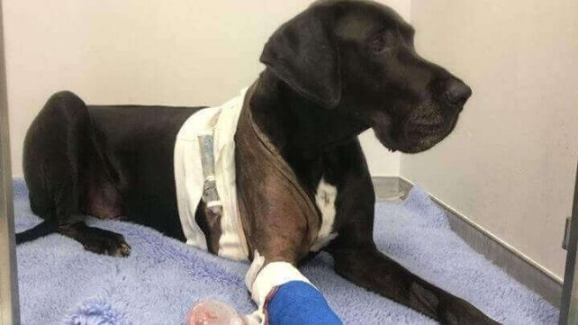 Give a Dog a Bone (Implant) with 3D Printing | All3DP