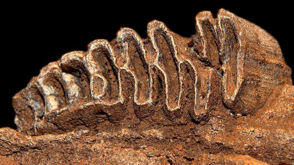 Joint Mitnor Cave in Devon Reopens with 3D Printed Fossil Replicas | All3DP