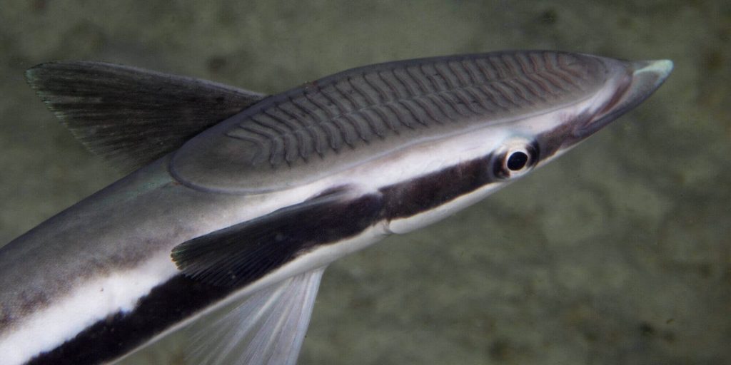 Remora Fish-Inspired 3D Printed Robot Clings to Shark Skin Underwater ...