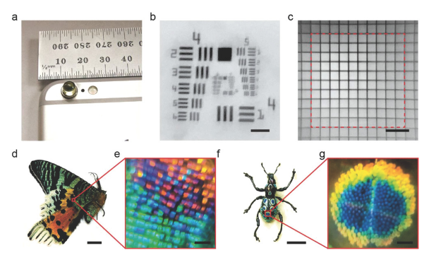 New 3D Printed Lenses Can Transform Your iPhone into a Microscope | All3DP